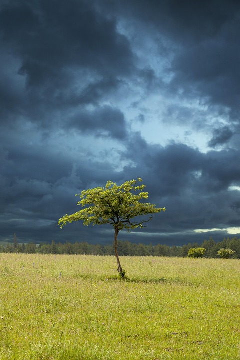 Photoshop Arbre Paysage - Photo gratuite sur Pixabay - Pixabay