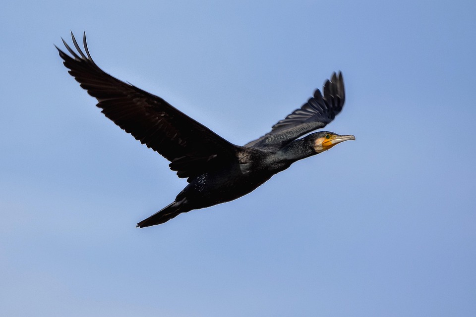 Animal Sky Bird Wild - Free photo on Pixabay - Pixabay