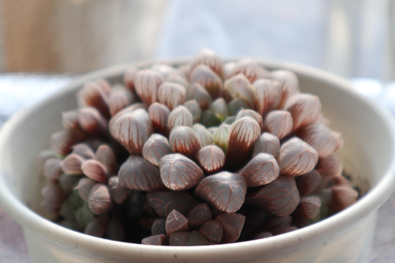 Succulent Plants Natural - Free photo on Pixabay - Pixabay