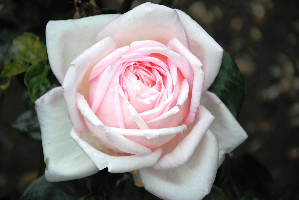 Pink Rose Light - Free photo on Pixabay
