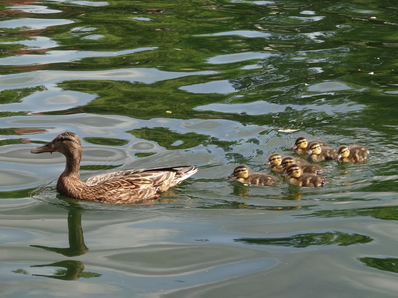 Aves Patos Patitos - Foto gratis en Pixabay - Pixabay