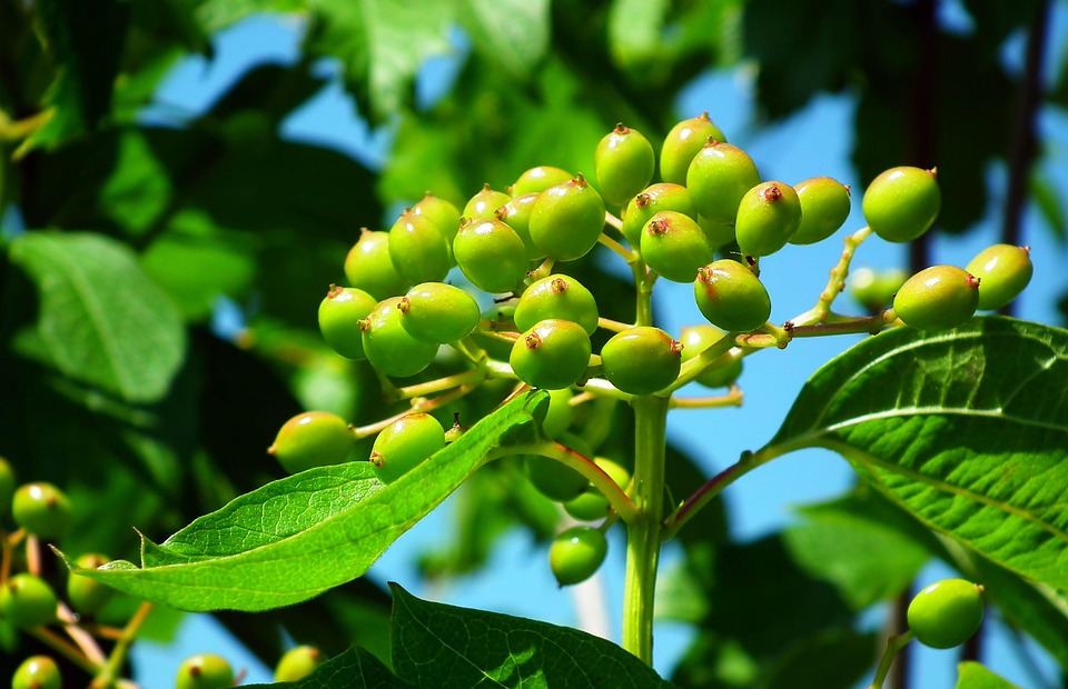 Viburnum Fruit Green - Free photo on Pixabay - Pixabay