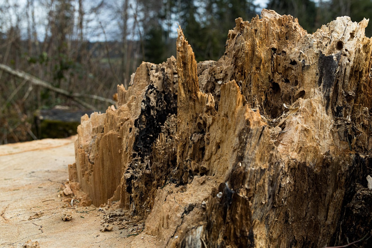 Wood Nature Tree Close - Free photo on Pixabay