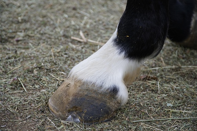 Horse Hoof White - Free photo on Pixabay - Pixabay