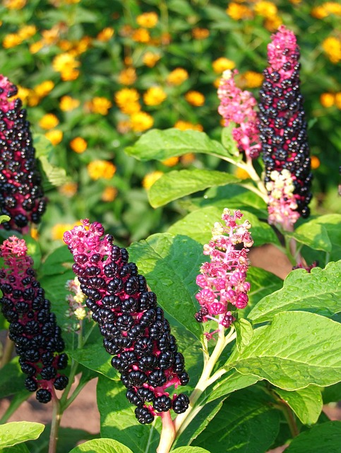 American Crimson Berry La - Photo gratuite sur Pixabay - Pixabay