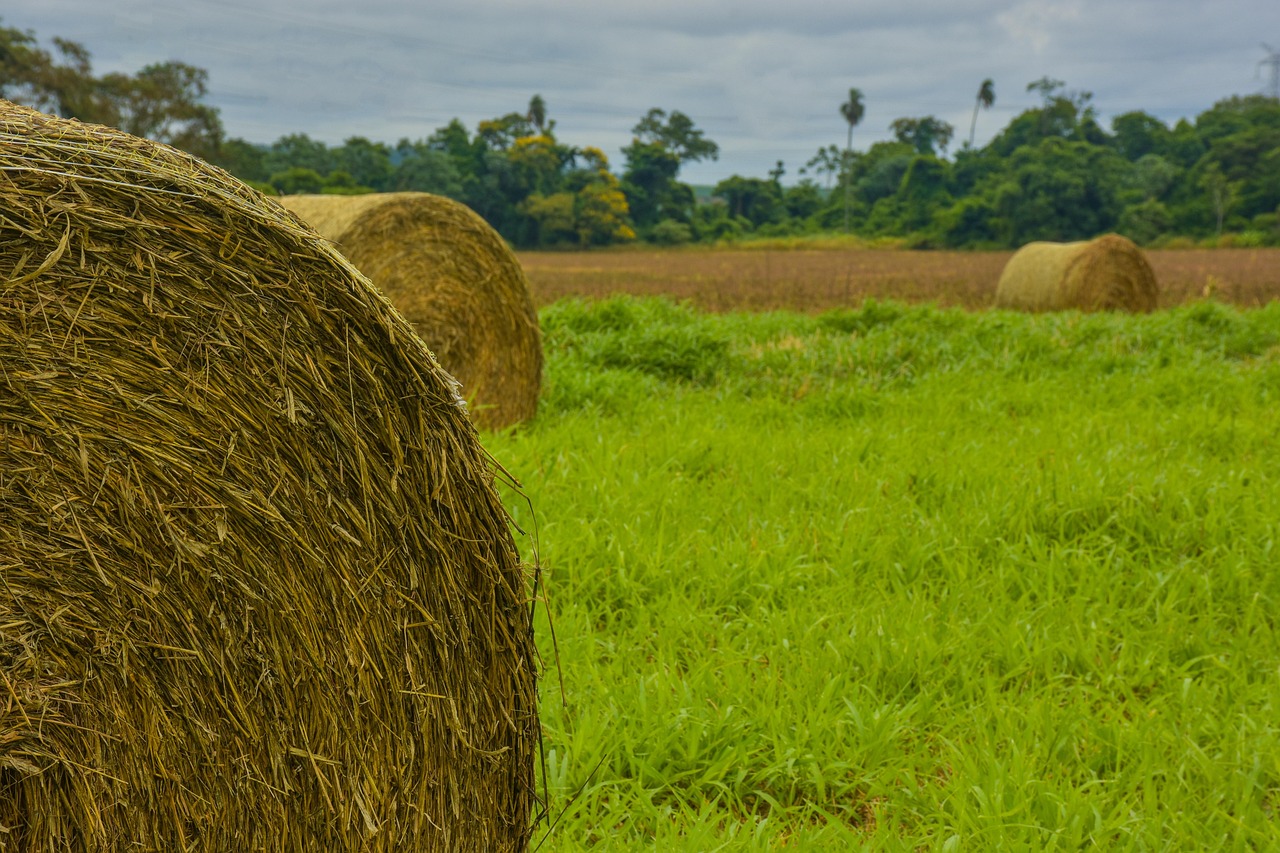 200+ Free Paraguay & South America Images - Pixabay