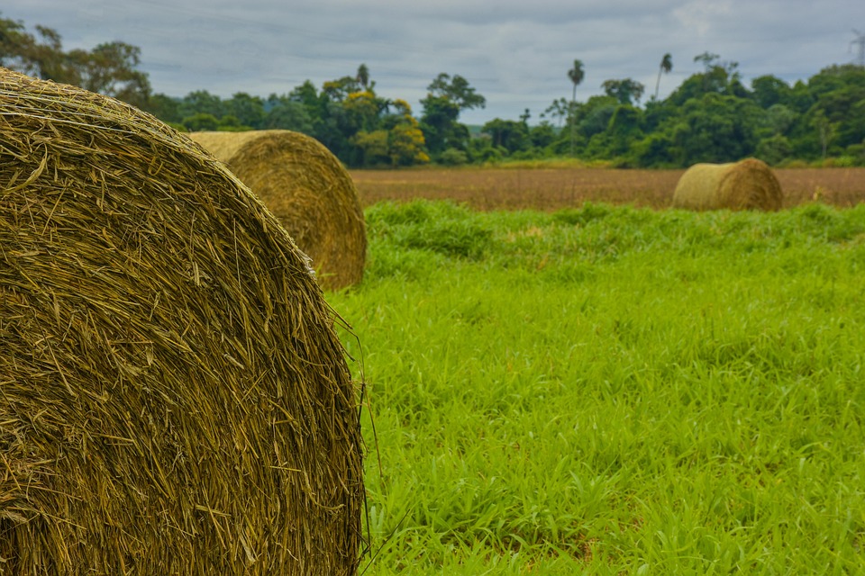 Pasture Hay Field - Free photo on Pixabay - Pixabay