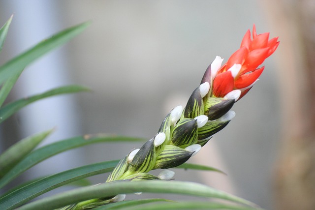 Blossom Bloom Fruit - Free photo on Pixabay - Pixabay