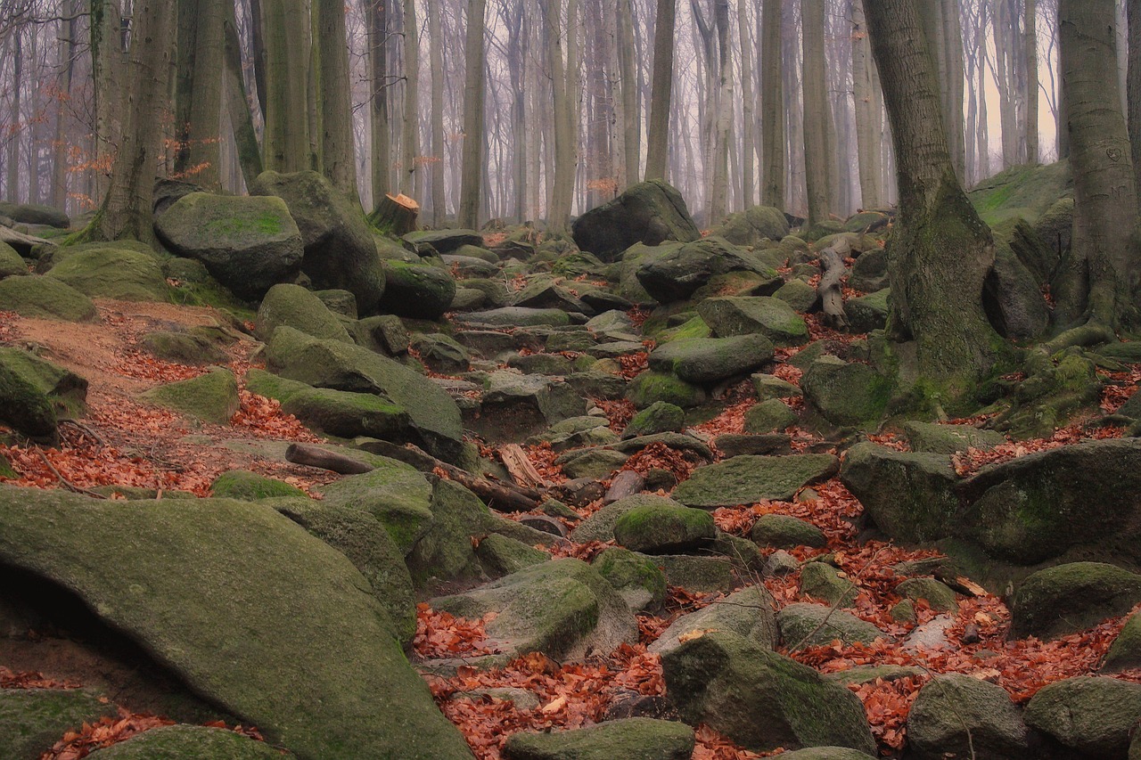 Nature Forest Trees - Free photo on Pixabay - Pixabay