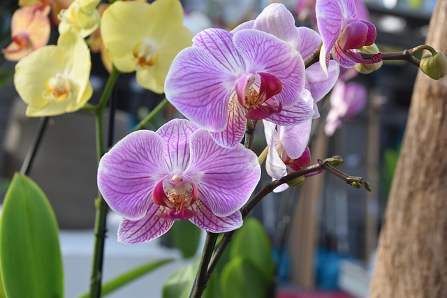 Orchideen Blume Farbe - Kostenloses Foto auf Pixabay - Pixabay