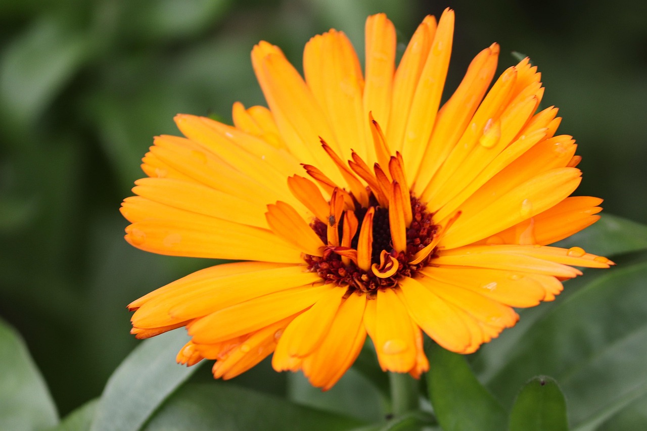 Marigold Calendula Suffruticosa - Free photo on Pixabay - Pixabay