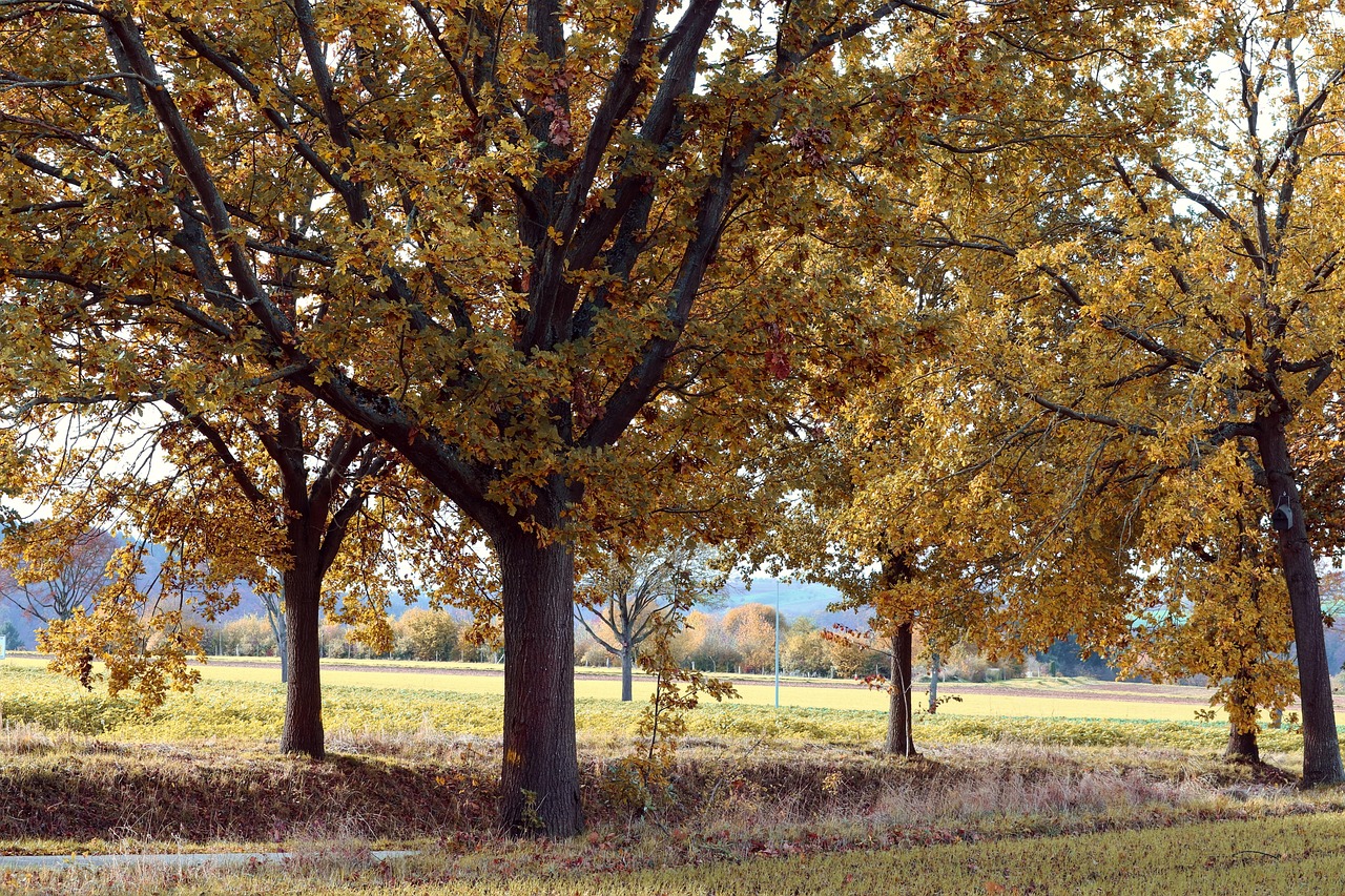 Avenue Oak Trees - Free photo on Pixabay - Pixabay