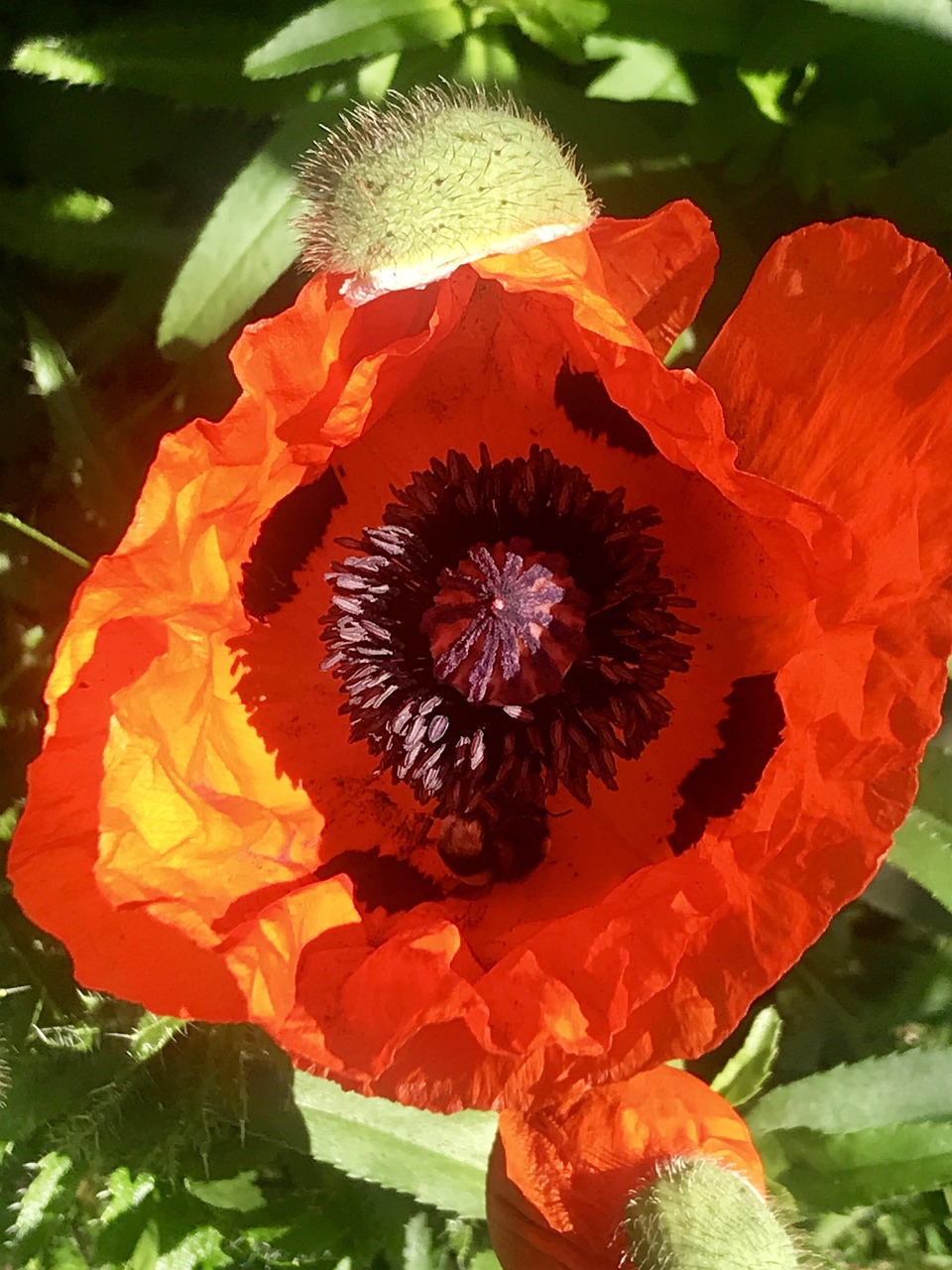 Bunga Poppy Opium Tanaman - Foto gratis di Pixabay - Pixabay