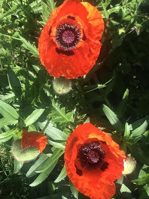 Bunga Poppy Jagung Kelopak - Foto gratis di Pixabay - Pixabay