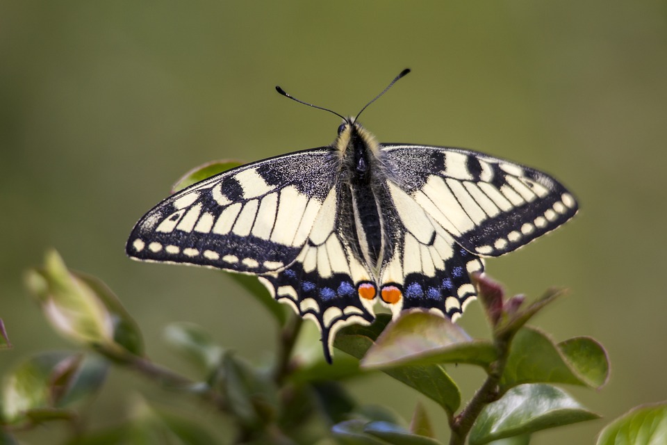 Old World Swallowtail Papilio - Free photo on Pixabay
