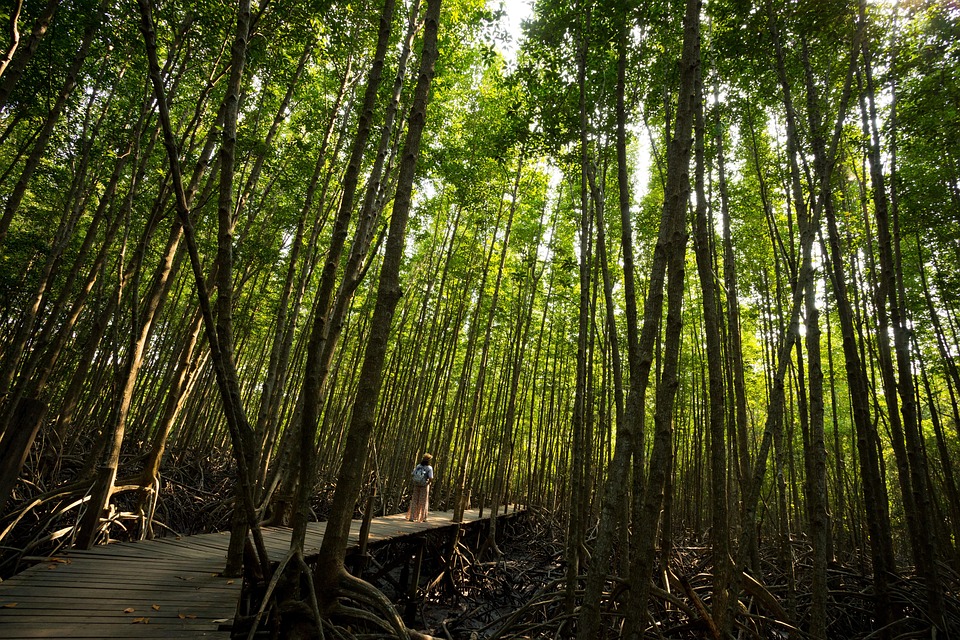 Mangrove Environment Nature - Free photo on Pixabay