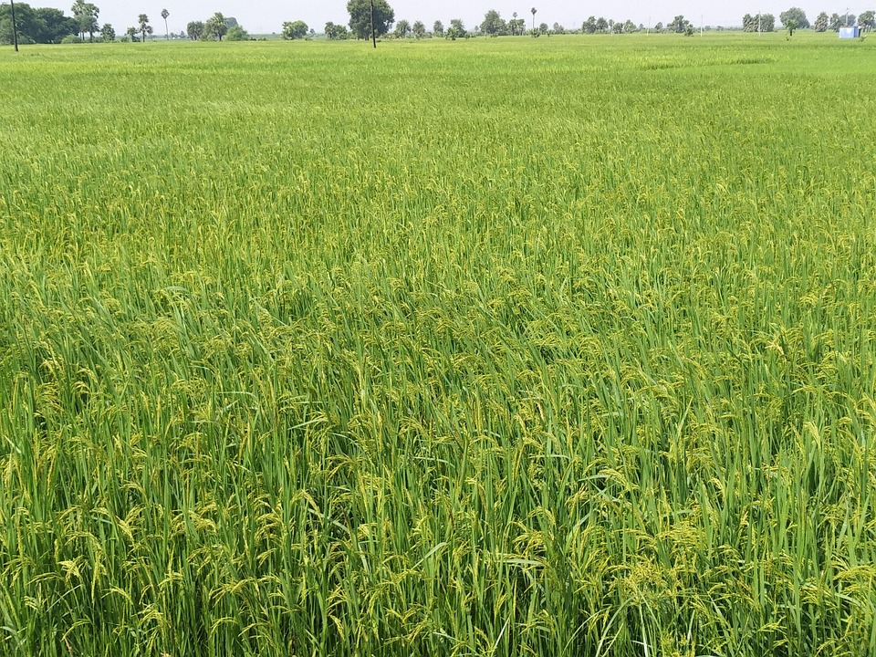 Agriculture Grain Crop - Free photo on Pixabay - Pixabay