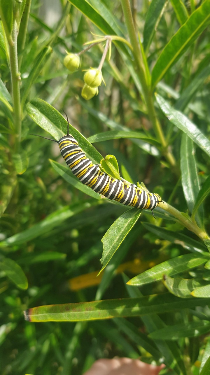 Monarch Butterfly Caterpillar Swan - Free photo on Pixabay