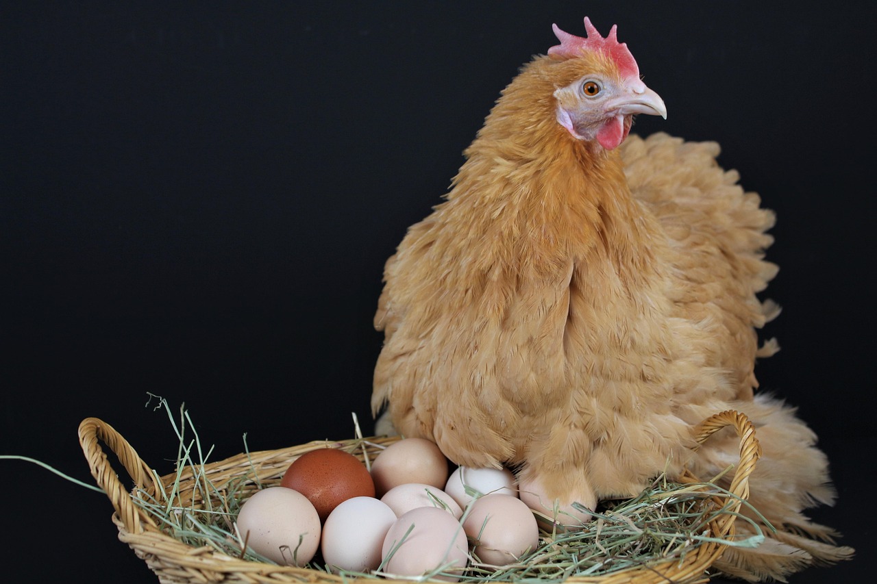 Eier Nest Ostern Stroh - Kostenloses Foto auf Pixabay - Pixabay