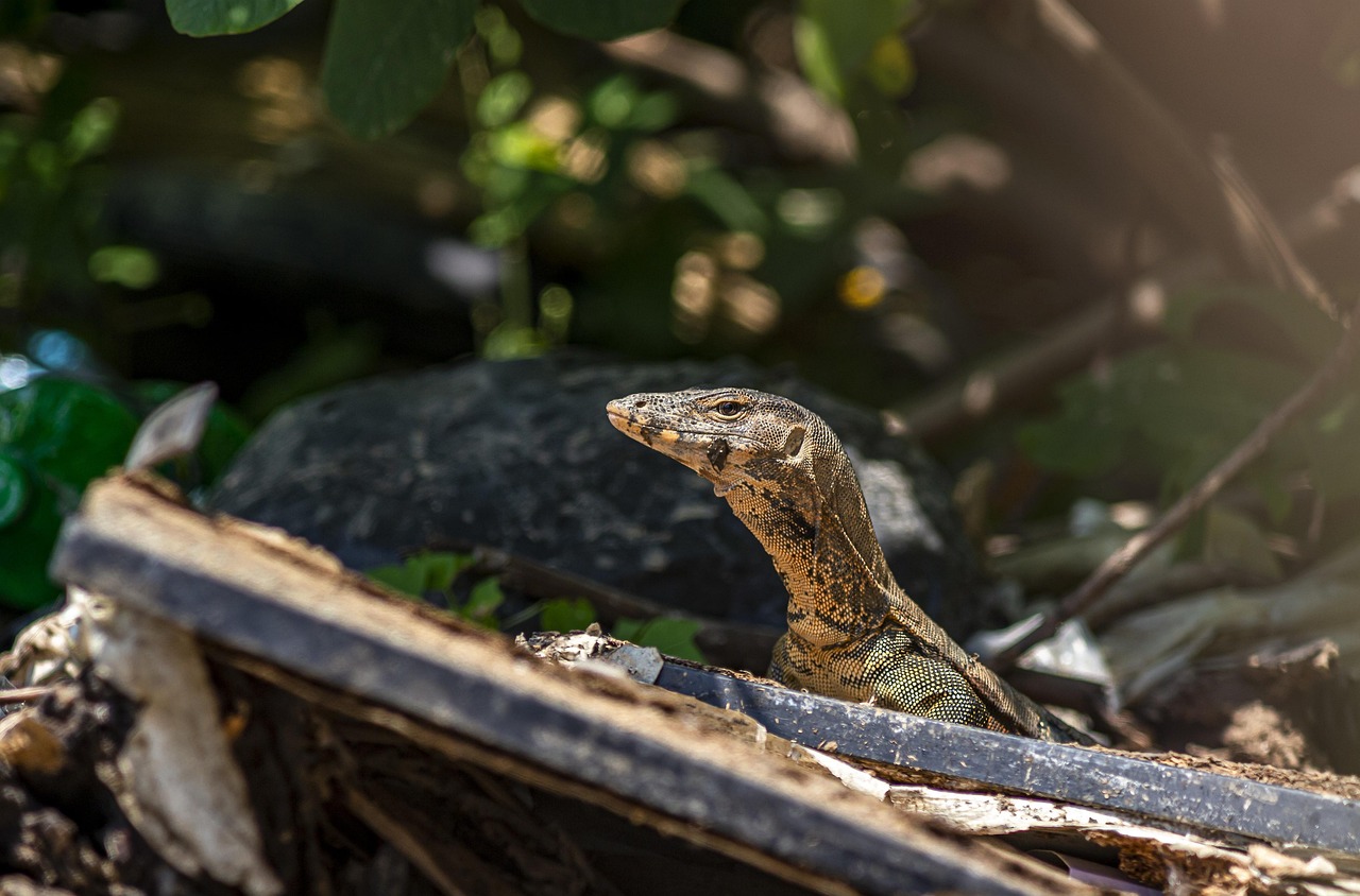 Asian Water Monitor Varanus - Free photo on Pixabay - Pixabay