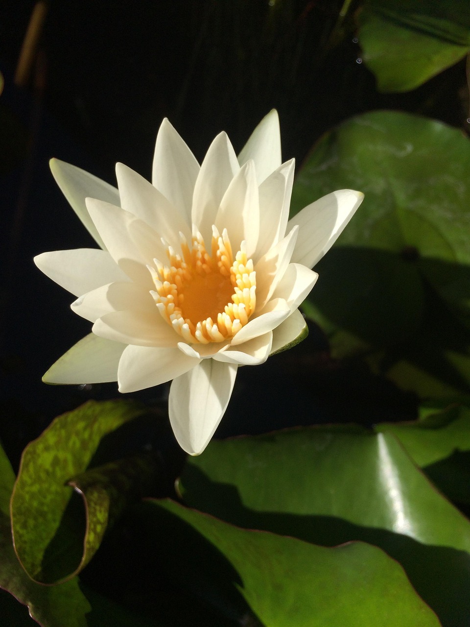Water Lily Bloom Flower - Free photo on Pixabay - Pixabay