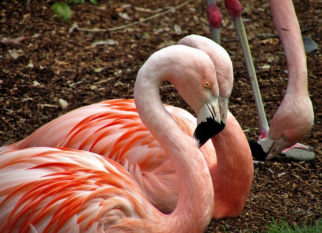 Flamingos Flamingo Bird - Free photo on Pixabay