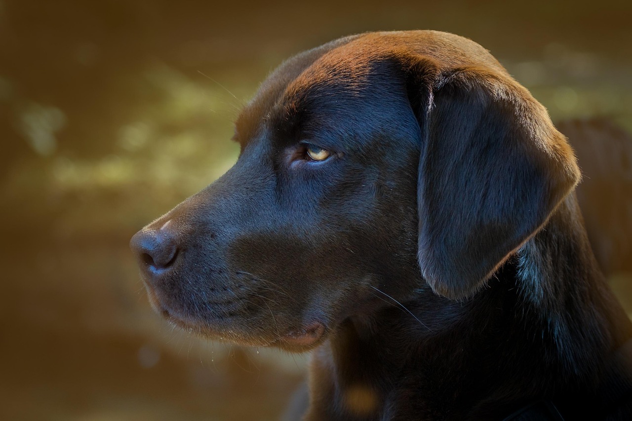 100+ Free Dog Images & Dog Images - Pixabay