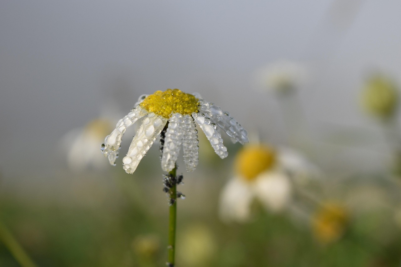 Fleur Fleurs Nature - Photo gratuite sur Pixabay - Pixabay