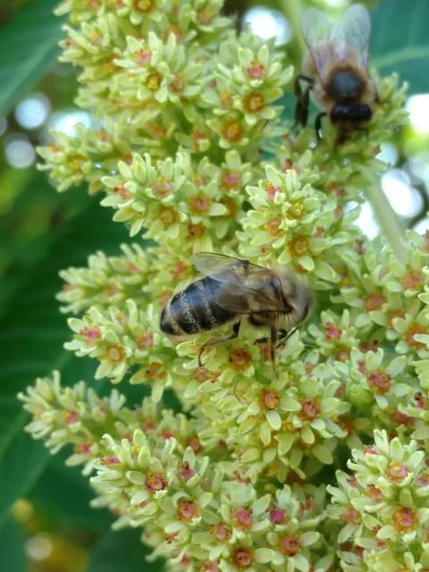 Bee Flowers Spring Free Photo On Pixabay Pixabay
