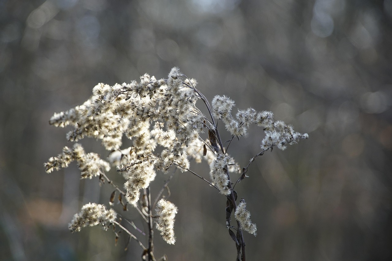 Goldenrod Seeds Nature - Free photo on Pixabay - Pixabay