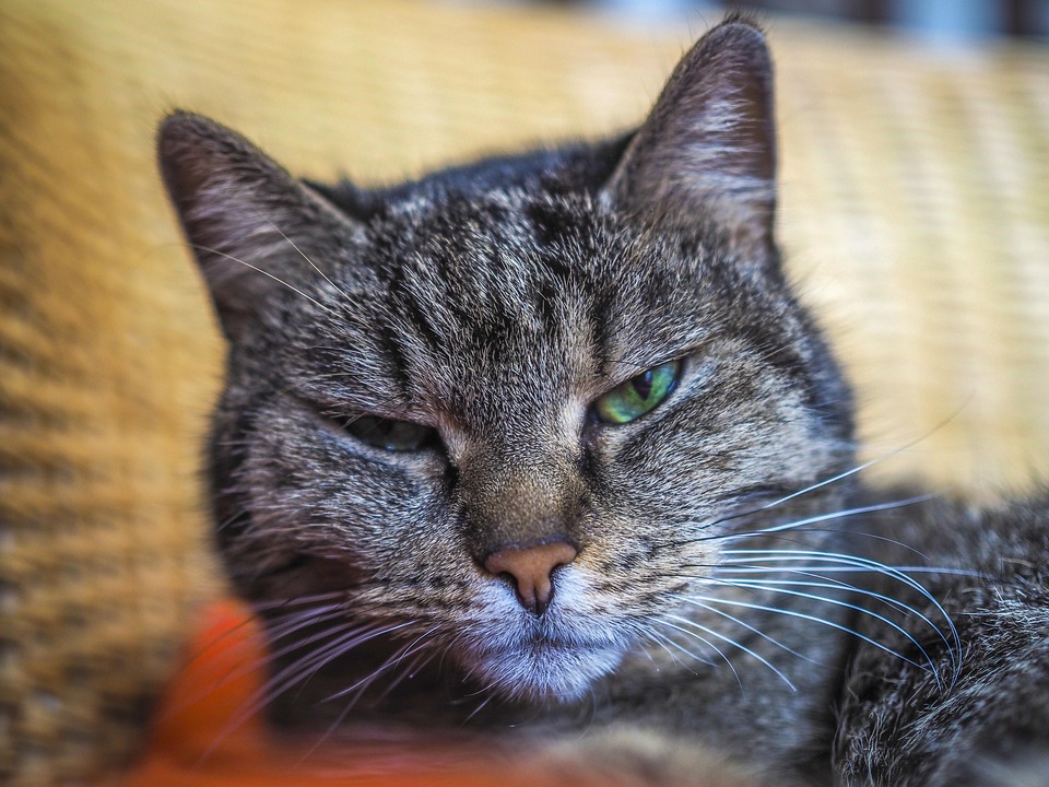 Animal Chat Domestique - Photo gratuite sur Pixabay - Pixabay