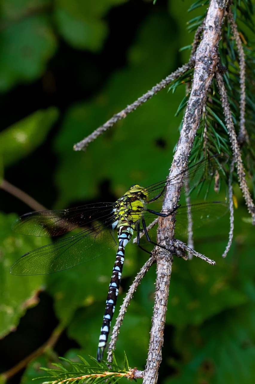 Plus de 9 000 images de Tiger-Dragonfly et de Tige - Pixabay