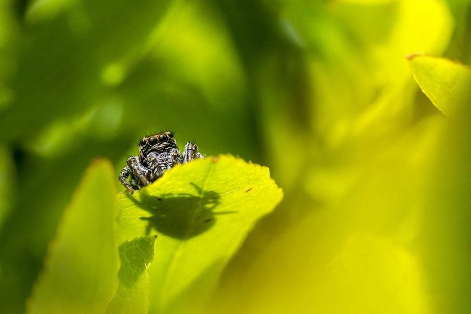 Aranha Saltadora Erva Folhas De Foto Gratuita No Pixabay