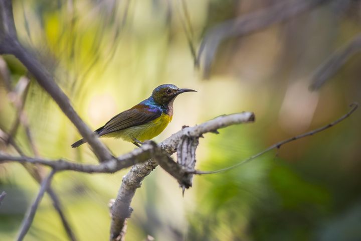 100+ Free Sunbird & Bird Photos