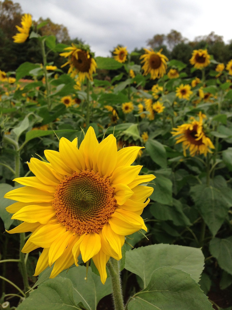 Sunflower Flower Farm - Free photo on Pixabay - Pixabay