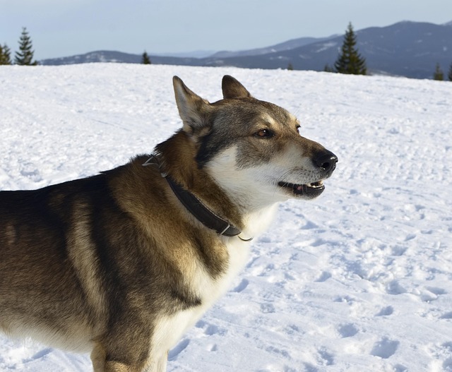 Chien Hiver Animaux - Photo gratuite sur Pixabay