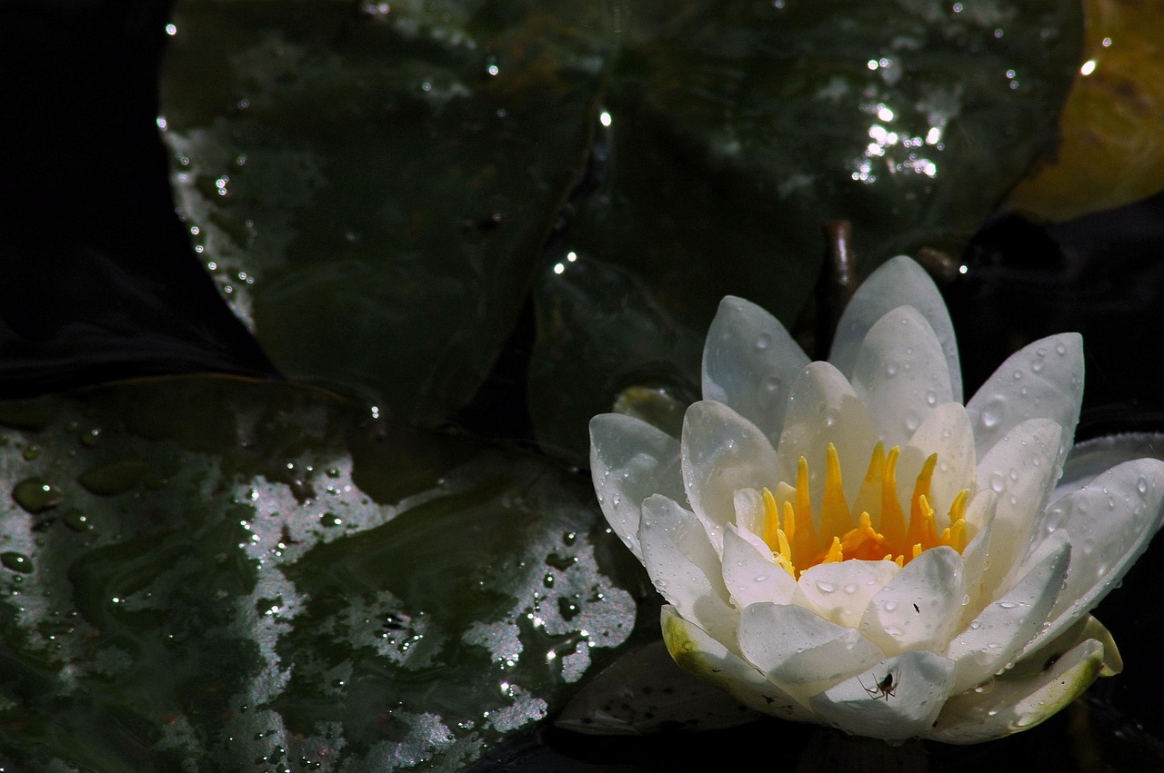 Flor Loto Naturaleza - Foto gratis en Pixabay - Pixabay