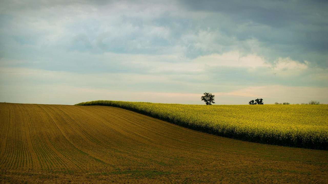Landscape Rape Land - Free photo on Pixabay - Pixabay