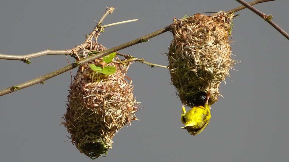 Nest Builders Wildlife Birds - Free photo on Pixabay - Pixabay