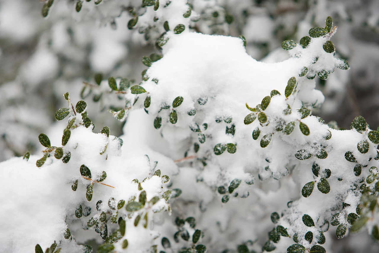 Snow White Winter - Free photo on Pixabay