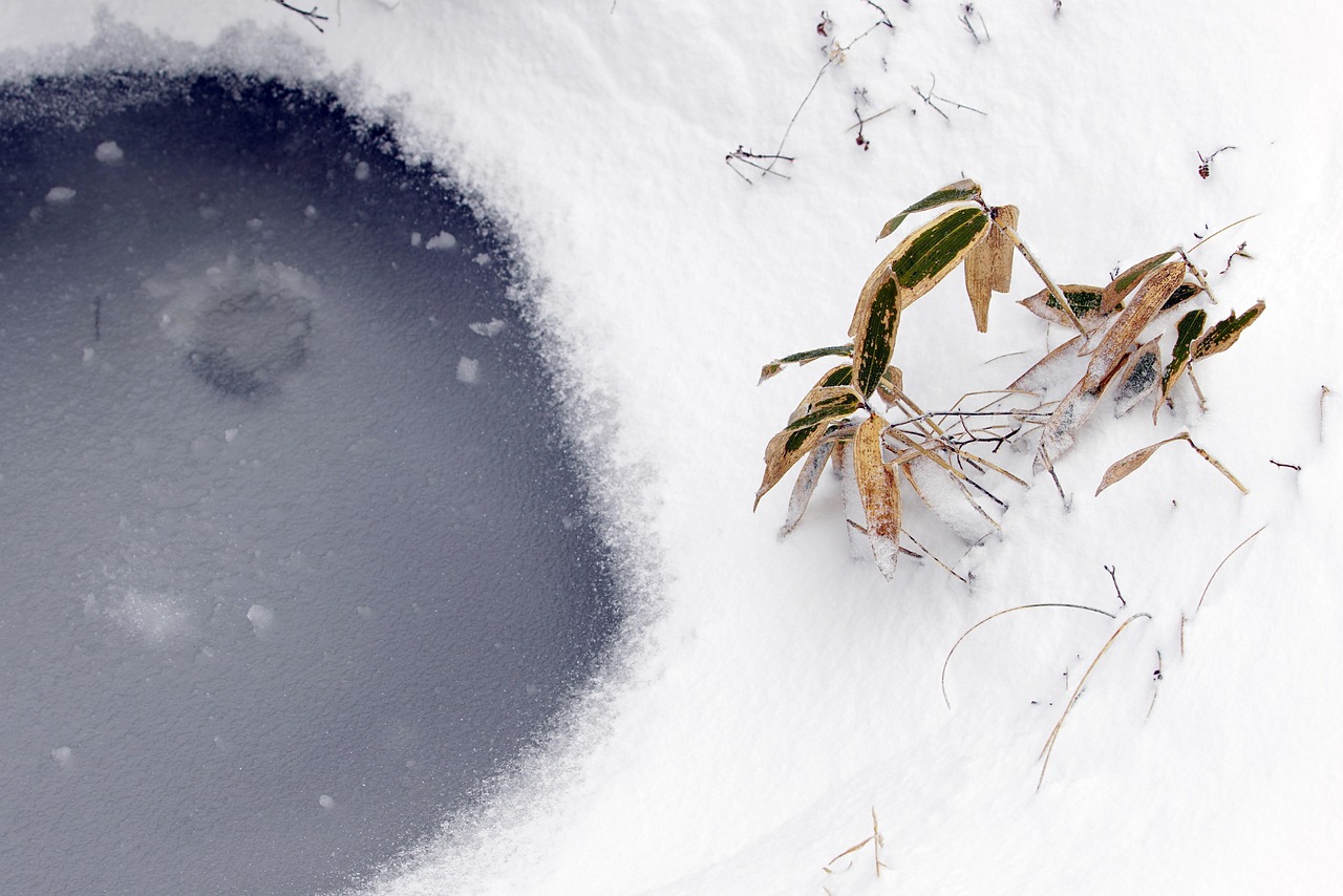 Snow White Winter - Free photo on Pixabay - Pixabay
