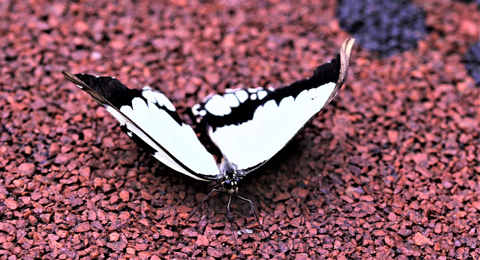 Borboleta Inseto Voador - Foto gratuita no Pixabay - Pixabay