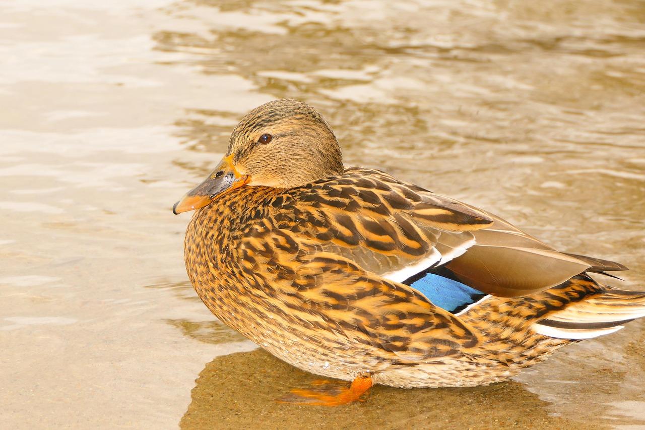 Pato Mallard Mujer Pájaro De Agua - Foto gratis en Pixabay - Pixabay