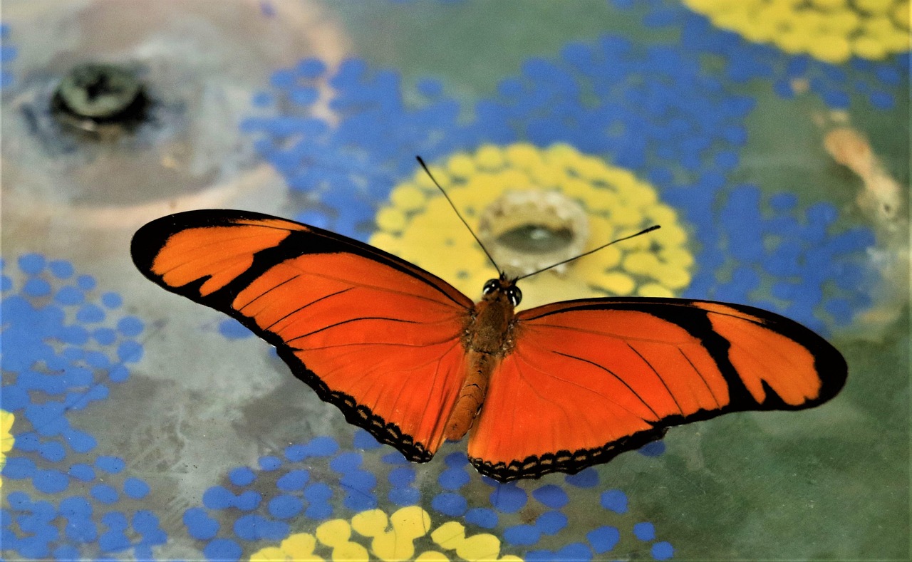 Papillon Insecte Insectes De Vol - Photo gratuite sur Pixabay - Pixabay