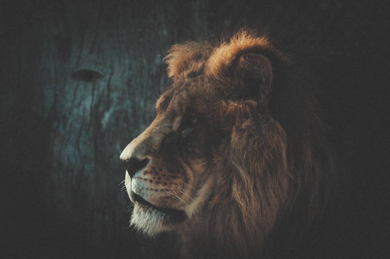 400+ Free Fierce & Nature Images - Pixabay