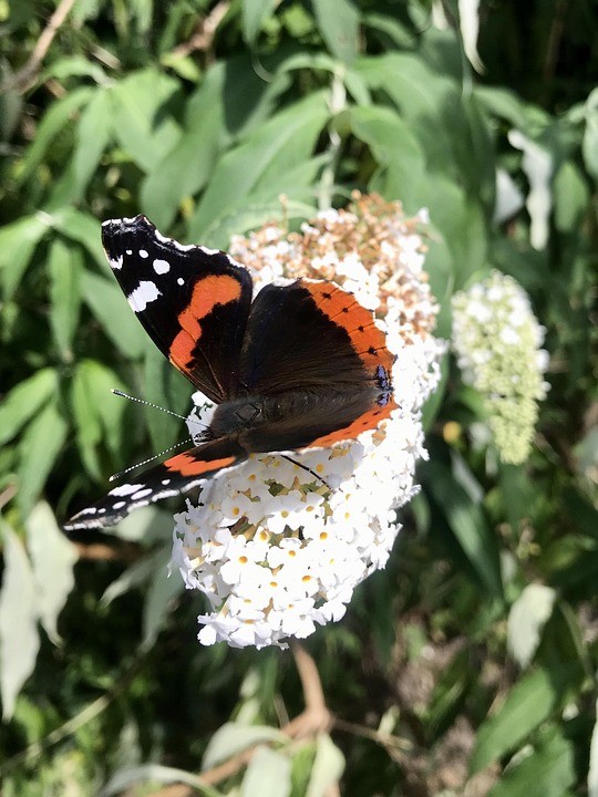 Amiral Papillon Edelfalter - Photo gratuite sur Pixabay