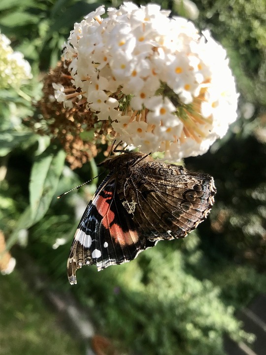 Amiral Papillon Edelfalter - Photo gratuite sur Pixabay