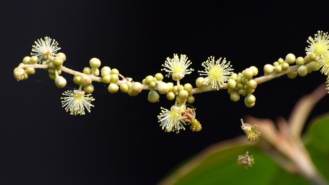 Natural Planta Flores - Foto gratuita no Pixabay - Pixabay