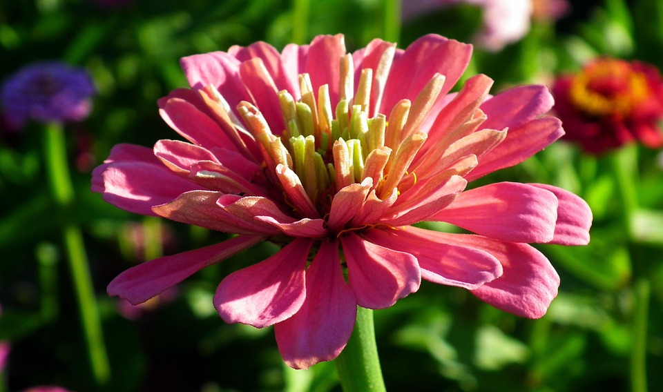 Zinnia Flor Jardín El - Foto gratis en Pixabay - Pixabay