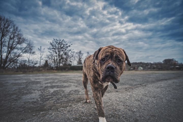 100+ Free Doggy Style & Dog Images - Pixabay